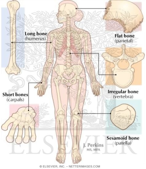 skeletal system with label and function