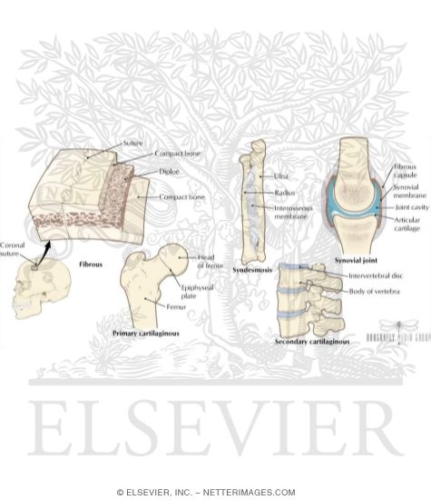 Skeletal System: Types of Joint