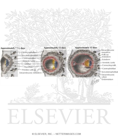 Bilaminar Disc Formation During Week Two of Human Development