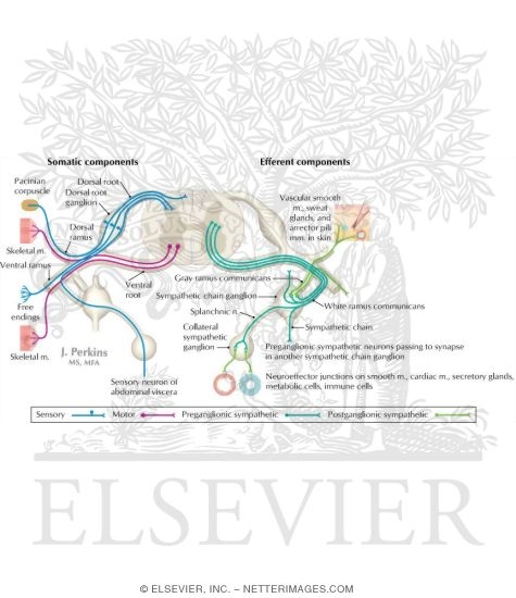 Schematic of the Spinal Cord with Sensory, Motor, and Autonomic ...