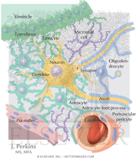 glial cells function quizlet