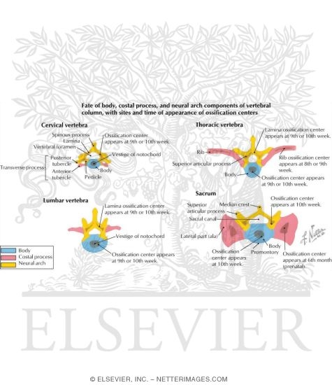 Fate of Body, Costal Process, and Neural Arch Components of Vertebral ...