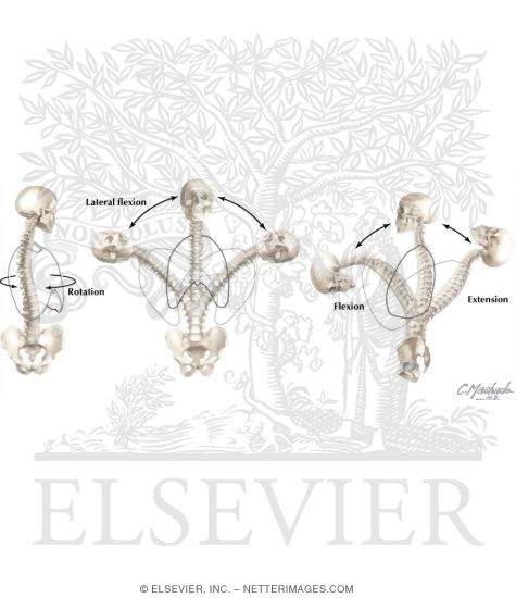Movements of the Spine