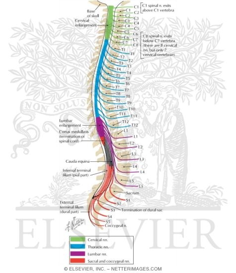 Spinal Cord: Relationship of Nerves to the Spine