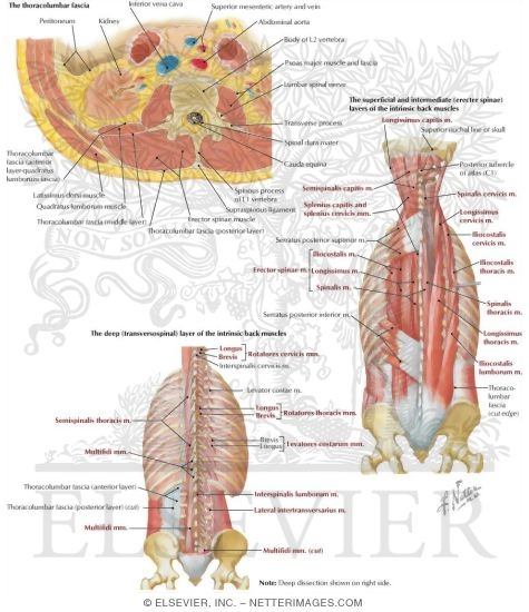 Deep Intrinsic Muscles Of The Back Anatomy Functions DEEP INTRINSIC