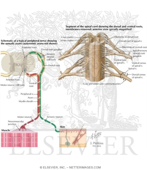 Watermarked preview of labeled image: Typical Spinal Nerve