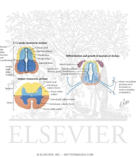 Alar and Basal Plates