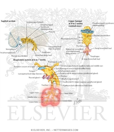 Embryology: Respiratory System