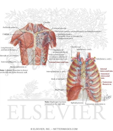 Anterior Thoracic Wall
