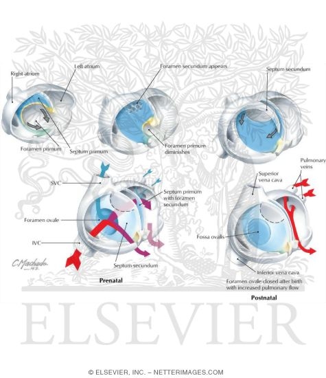 Partitioning of the Heart Tube: Atrial Septation