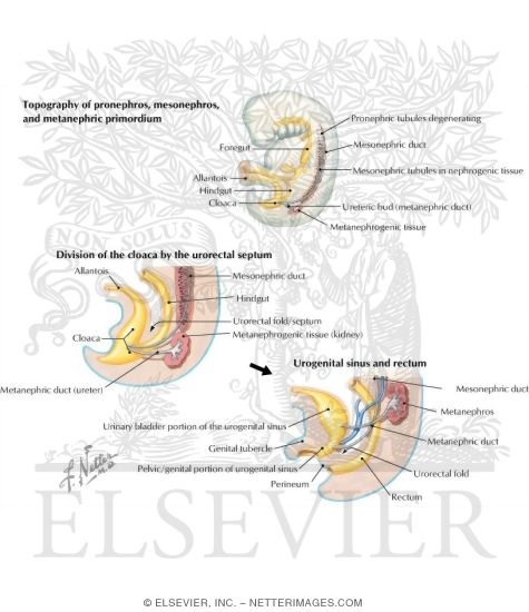 Anat2511 Urinary System Embryology