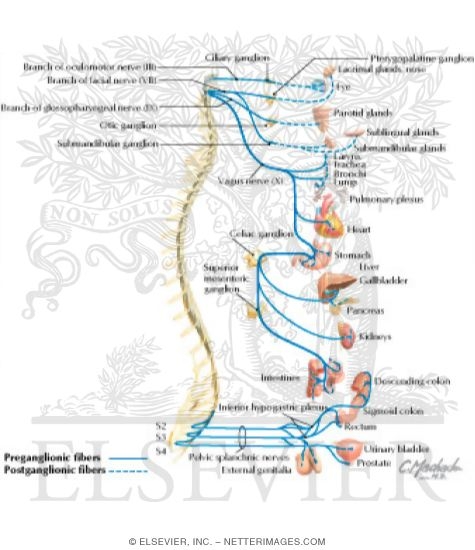 Parasympathetic Nervous System: Schema