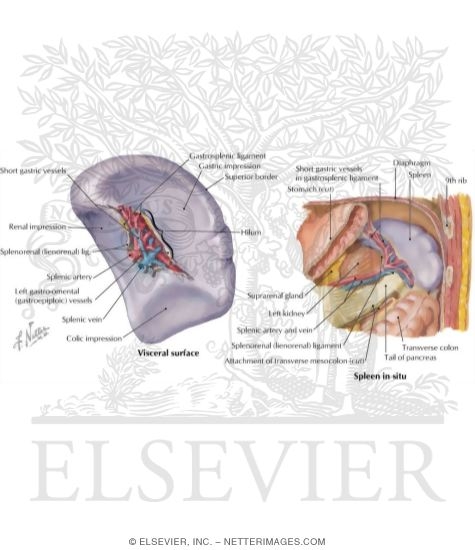 Spleen Anatomy Netter Anatomy Of Stomach STOMACH *Site: In The Left