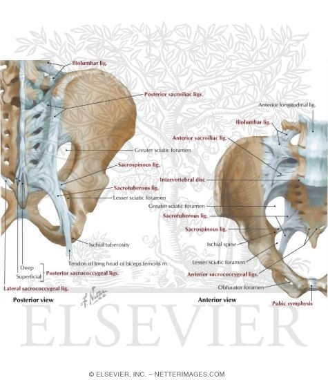 Pelvis Netter