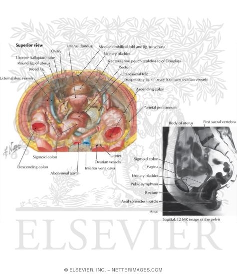 Female Pelvic Anatomy Netter