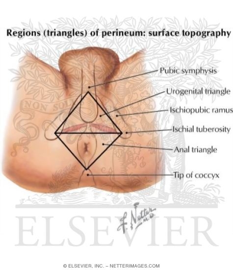 urogenital triangle