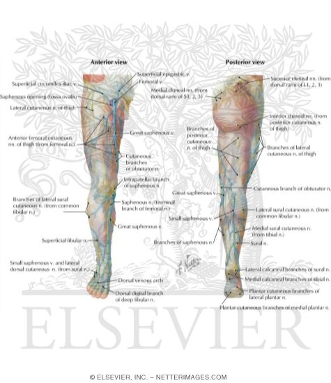 lower limb nerves