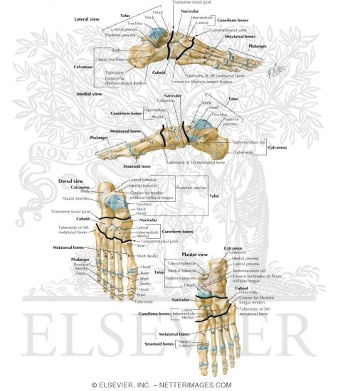 Bones of Foot