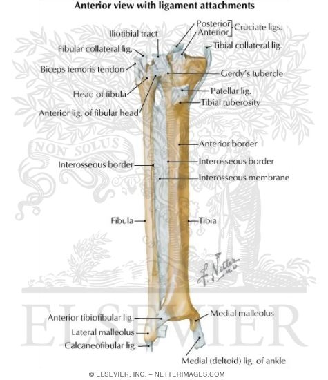Tibia And Fibula Ligaments
