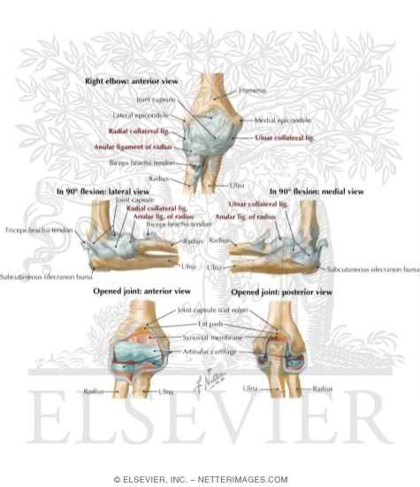 Elbow Ligaments (Continued)