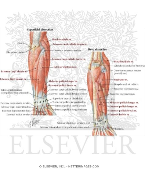 Extensor Forearm Muscles