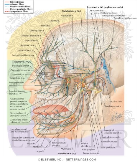 Trigeminal Nerve Anatomy Netter