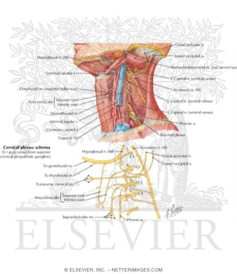 Cervical Plexus Netter