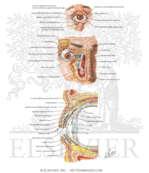 Vision: Orbit and Adnexa of the Eye