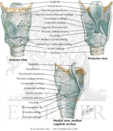 Laryngeal Membrane