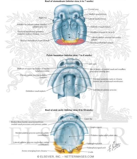 Inferior View Of Palate Formation Roof Of The Oral Cavity