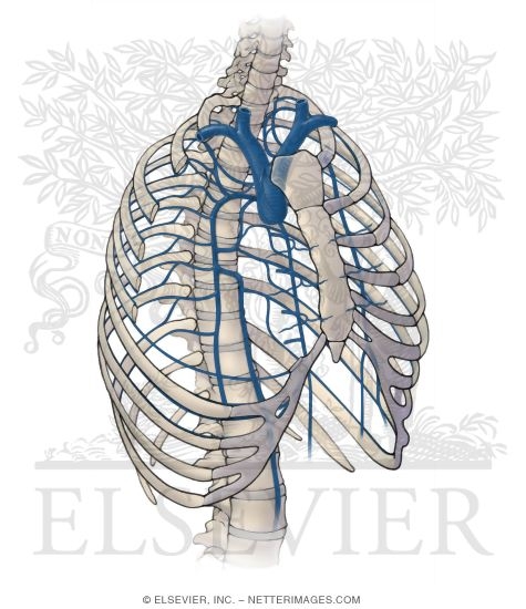This Diagram Shows The Veins Present In The Thoracic