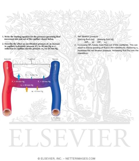 Starling Forces Across the Capillary