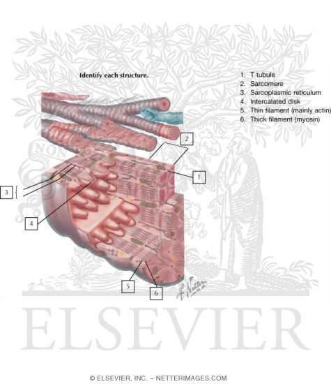 myocardium structure
