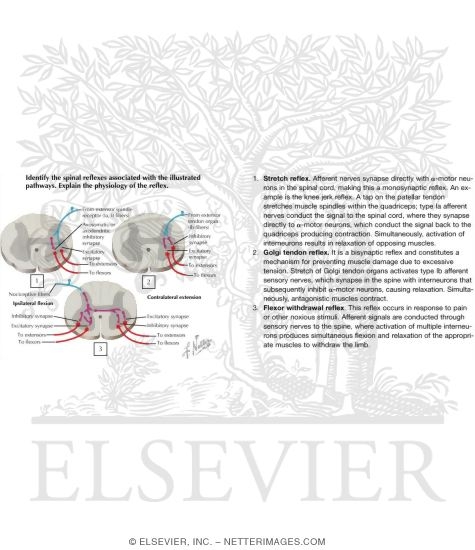 Spinal Reflex Pathways