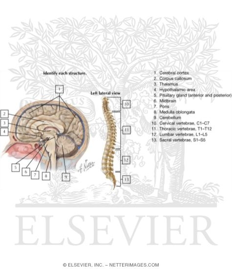 Vertebral Column Labeling Worksheet The Skeletal System And The