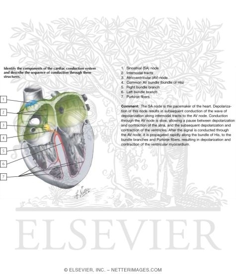 Physiology of the Specialized Conduction System Relation of Action ...