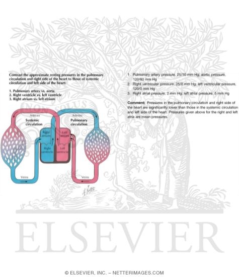 Concept Map Pulmonary And Systemic Circulations - Map
