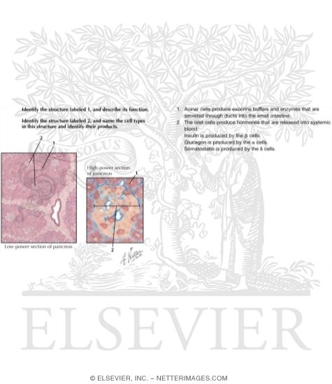 Pancreas Anatomy Netter