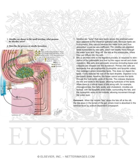 Secretory, Digestive and Absorptive Functions Secretory, Digestive and ...