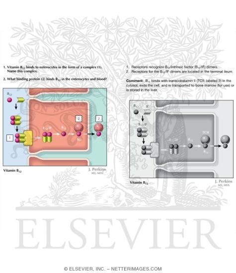 Vitamin B12 Absorption