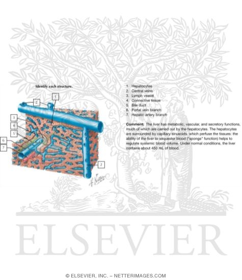 Liver Structure: Schema Liver Ultrastructure Metabolism ...