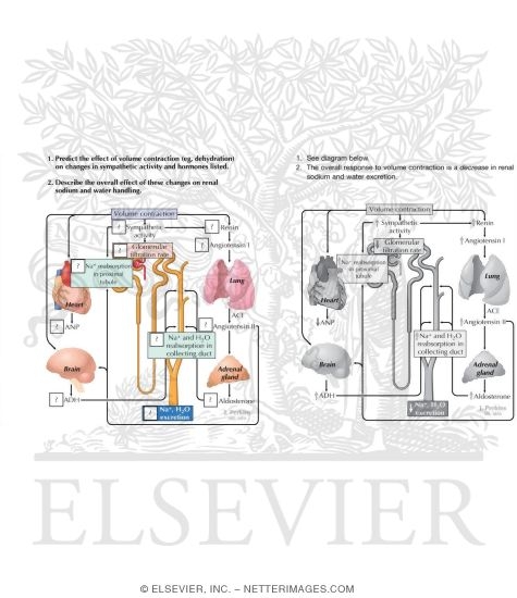 Response to Volume Contraction