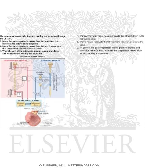 Integration of Autonomic and Enteric Nervous Systems