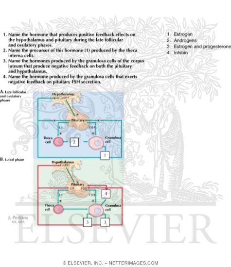 Hormonal Regulation of the Menstrual Cycle