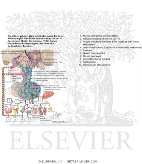 Anterior Pituitary Hormones and Feedback Control