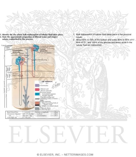 Anatomy of the Nephron Nephron and Collecting Tubule: Schema The Nephron