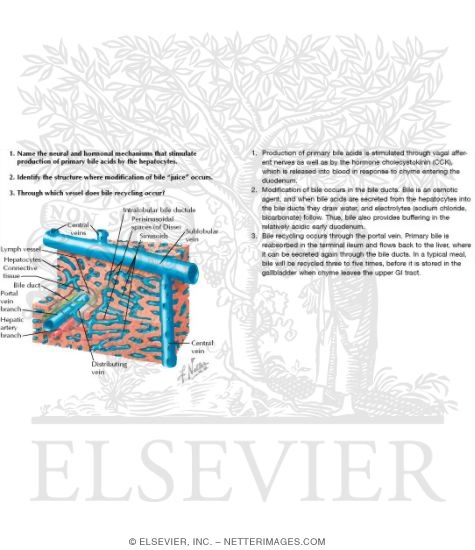 Liver Structure: Schema Liver Ultrastructure Metabolism ...
