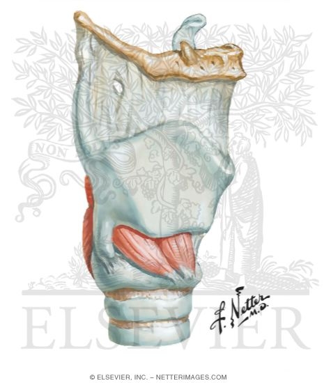Netter Larynx Labeled