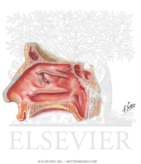 Diagram Of The Lateral Wall Of The Nasal Cavity