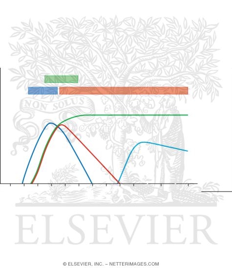 Typical Serologic Course of Acute Hepatitis B With Recovery